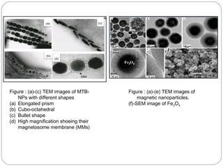 Magnetotactic bacteria. | PPT