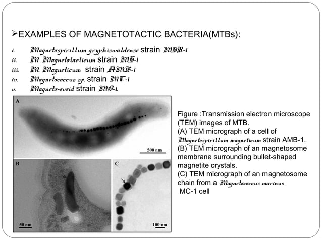 Magnetotactic bacteria. | PPT | Geology | Science