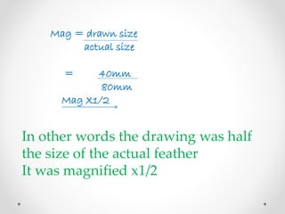 Magnification | PPT