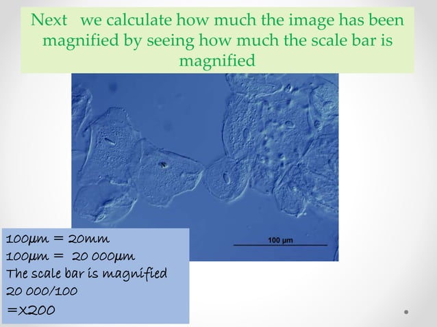 Magnification | PPT