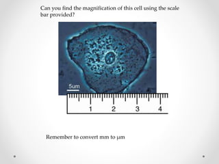 Magnification | PPT