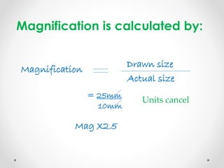 Magnification | PPT