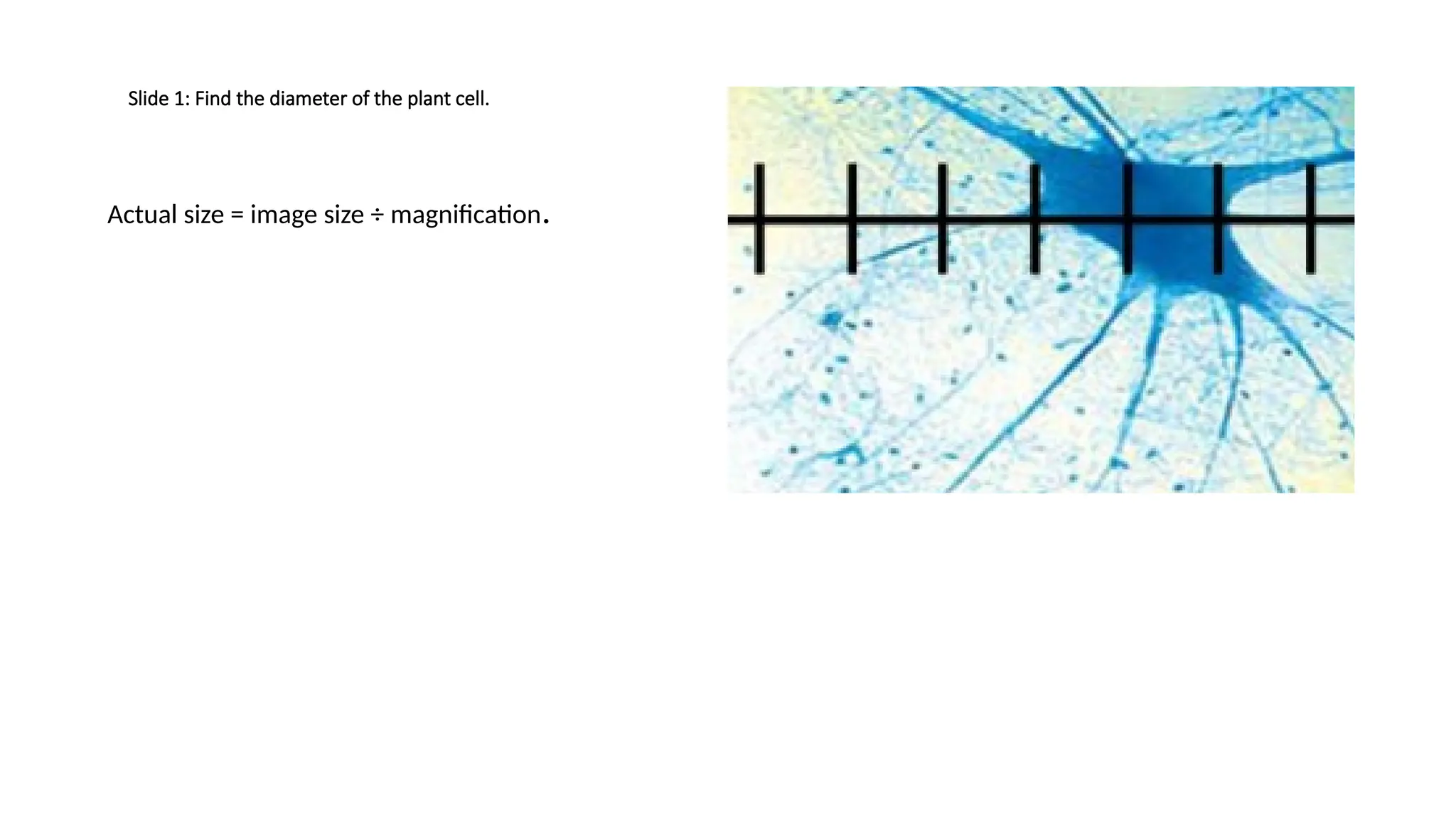 magnification lesson of gcse, how to find magnification questions | PPTX