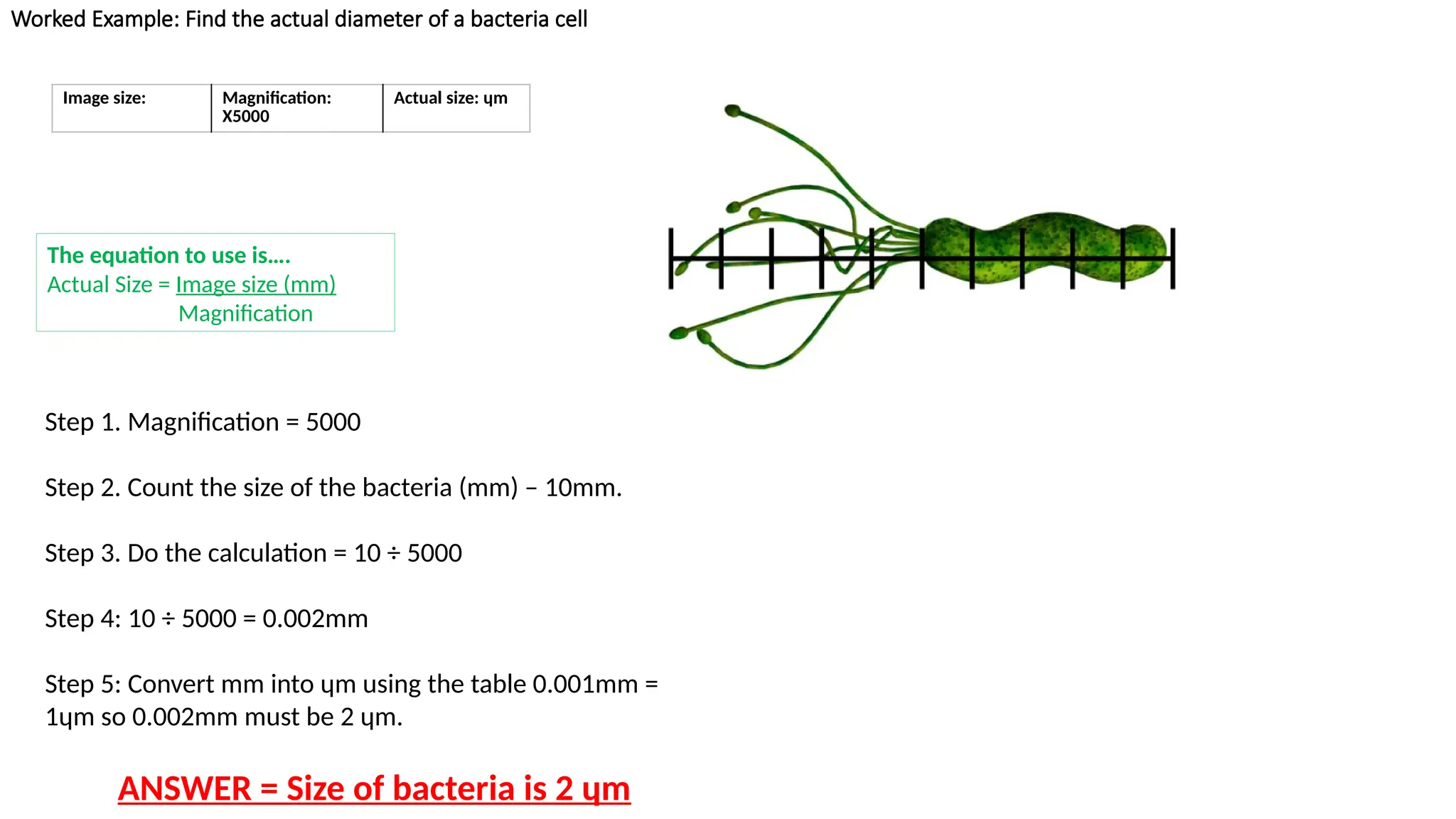 magnification lesson of gcse, how to find magnification questions | PPTX
