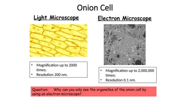magnification lesson of gcse, how to find magnification questions | PPT