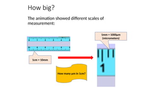 magnification lesson of gcse, how to find magnification questions | PPT