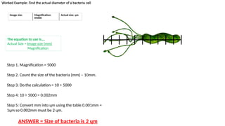magnification lesson of gcse, how to find magnification questions | PPTX