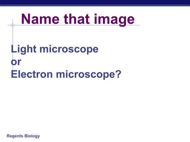 Magnification and Microscopes | PPTX | Biological Sciences | Science