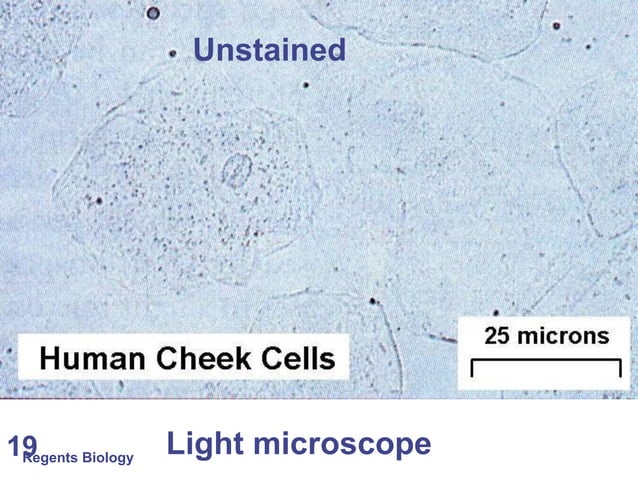 Magnification and Microscopes | PPTX | Biological Sciences | Science