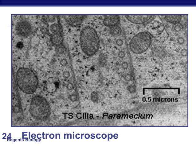 Magnification and Microscopes | PPTX | Biological Sciences | Science