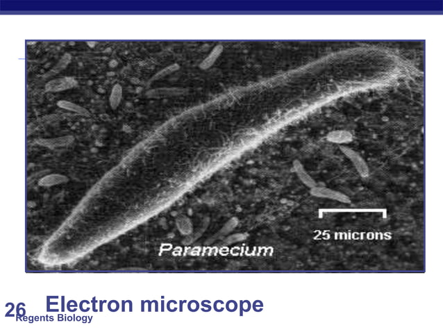 Magnification and Microscopes | PPTX | Biological Sciences | Science