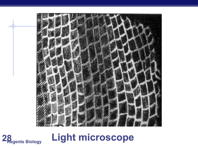 Magnification and Microscopes | PPTX | Biological Sciences | Science