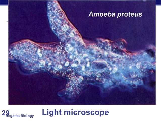Magnification and Microscopes | PPTX | Biological Sciences | Science