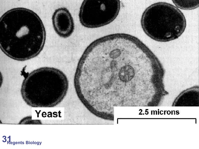 Magnification and Microscopes | PPTX | Biological Sciences | Science
