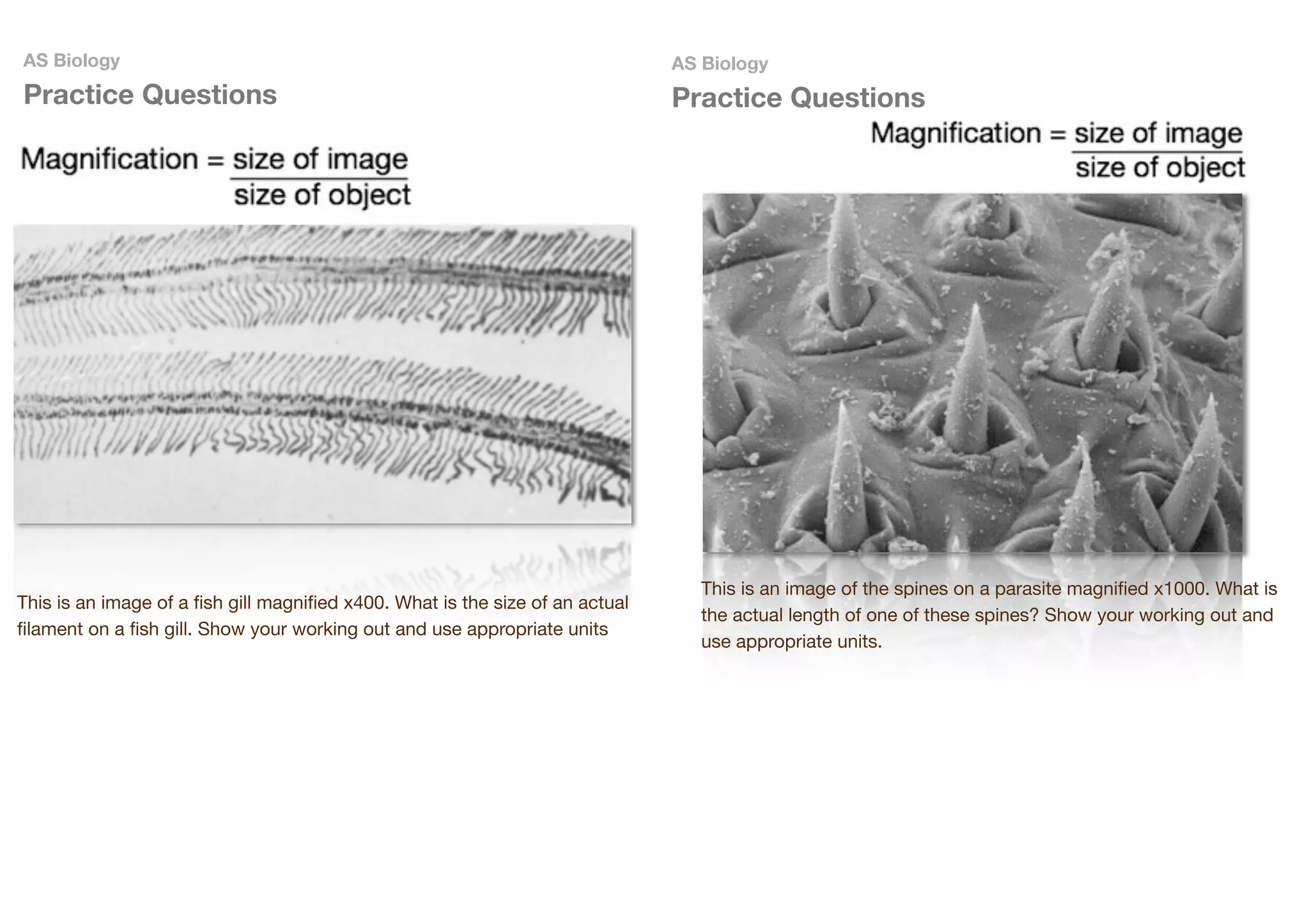 Magnification Questions | PDF