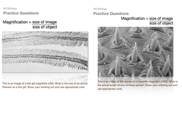 Magnification Questions | PDF