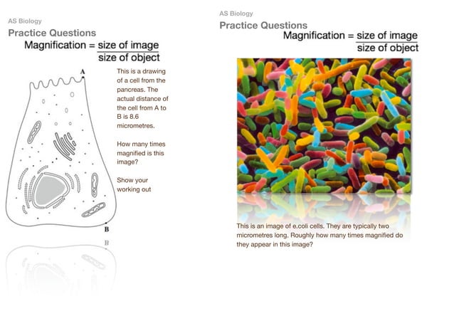 Magnification Questions | PDF