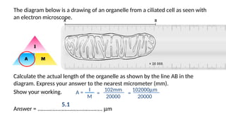 Magnification for IGCSE Biology ————————- | PPTX