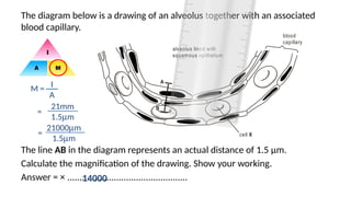 Magnification for IGCSE Biology ————————- | PPTX