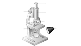 Magnification for IGCSE Biology ————————- | PPTX