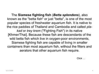 Magnificent Siamese Fighting Fish | PPT