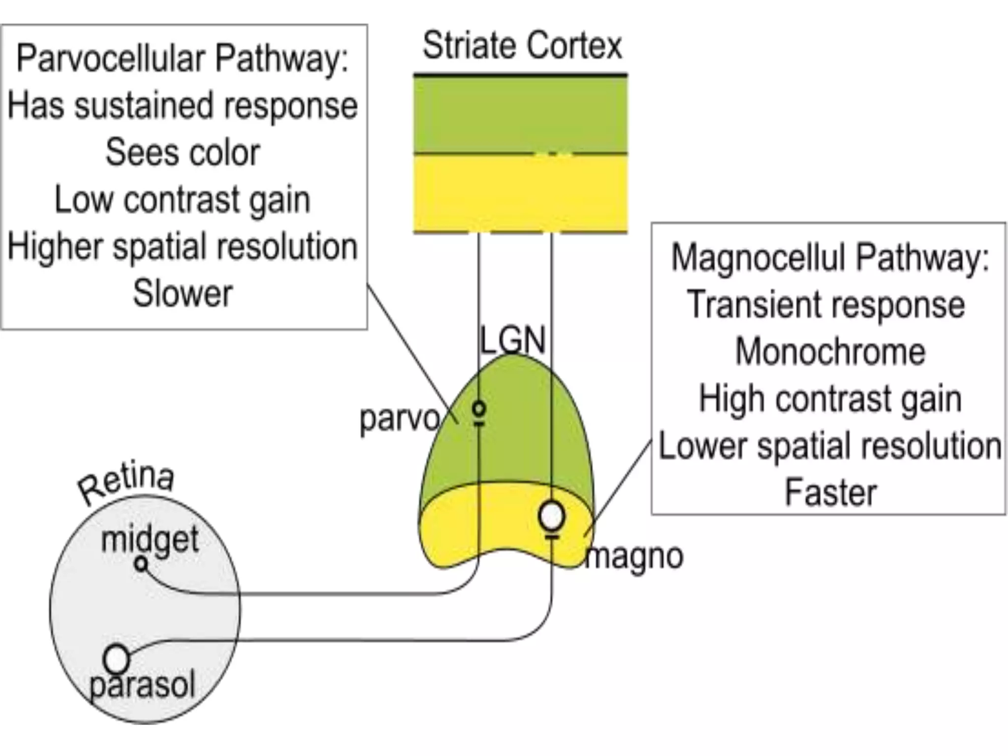Magnocellular and Parvocellular pathways1.pptx