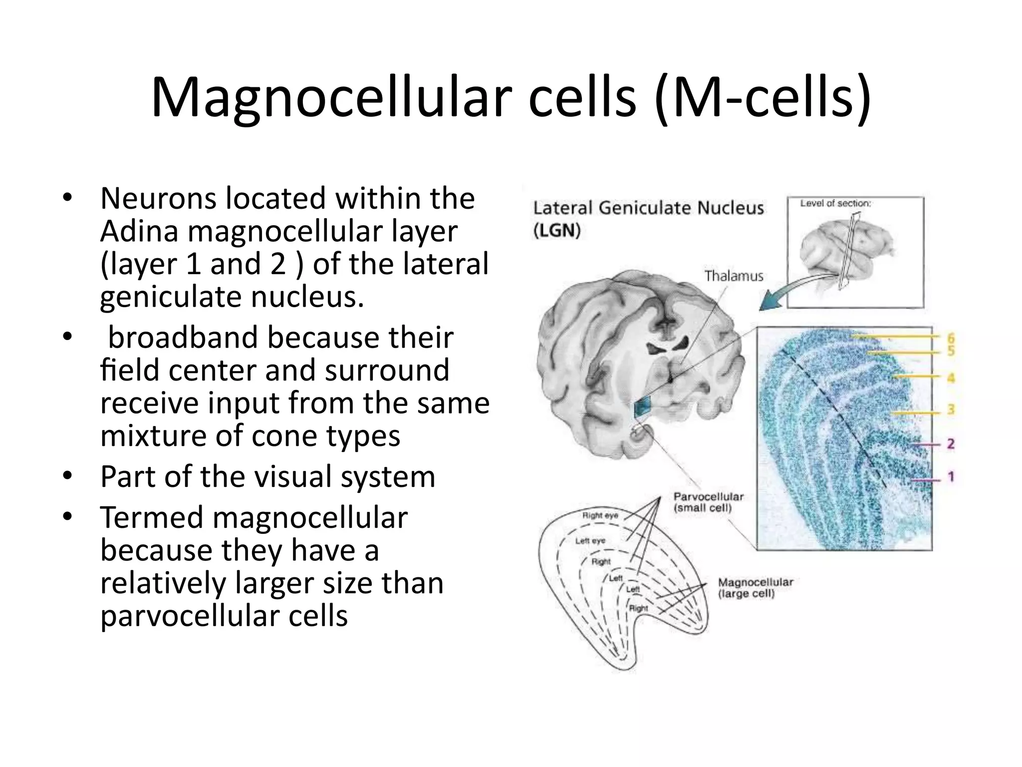 Magnocellular and Parvocellular pathways1.pptx