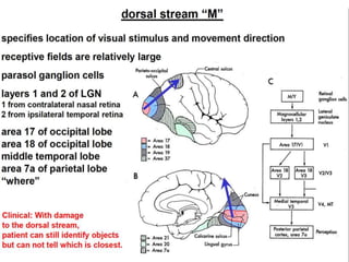 Magnocellular and Parvocellular pathways1.pptx