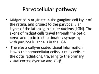 Magnocellular and Parvocellular pathways1.pptx
