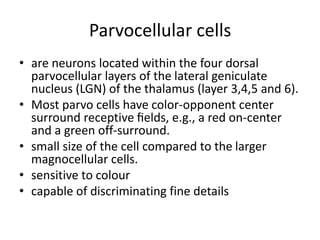 Magnocellular and Parvocellular pathways1.pptx