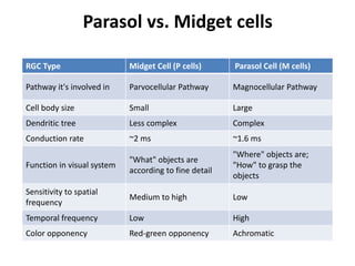 Magnocellular and Parvocellular pathways1.pptx