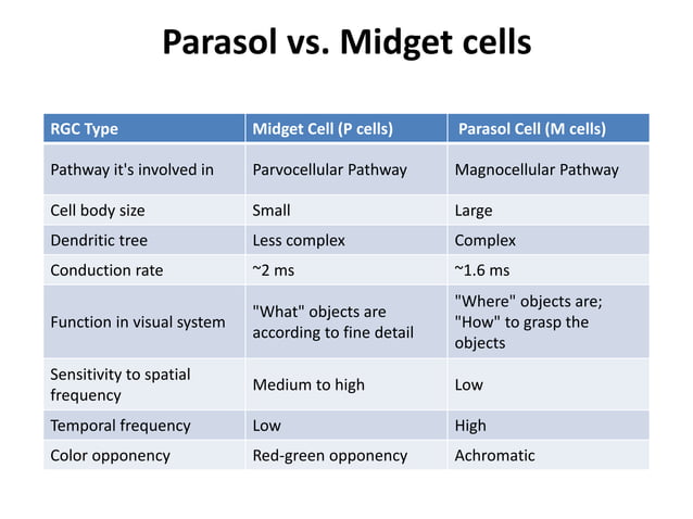 Magnocellular and Parvocellular pathways1.pptx