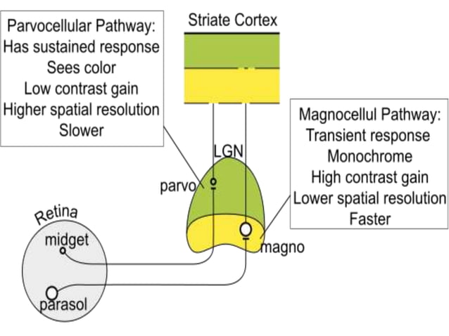 Magnocellular and Parvocellular pathways1.pptx