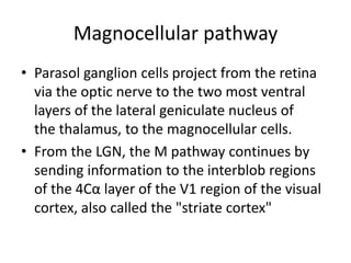 Magnocellular and Parvocellular pathways1.pptx