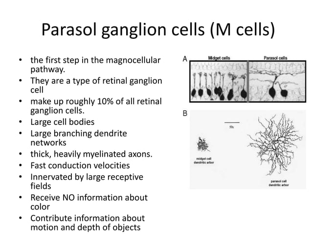 Magnocellular and Parvocellular pathways1.pptx