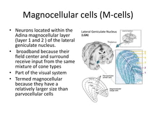 Magnocellular and Parvocellular pathways1.pptx