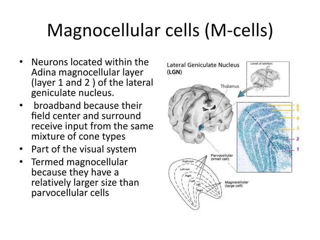 Magnocellular and Parvocellular pathways1.pptx