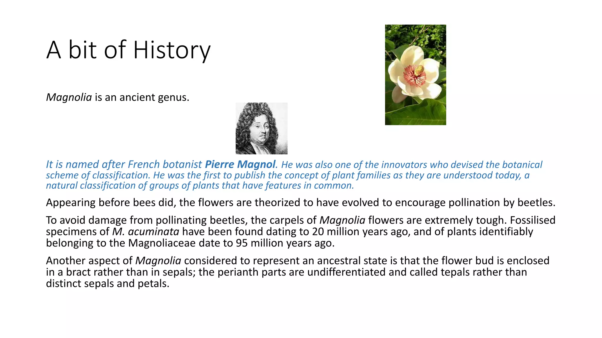 Magnolia | PPTX