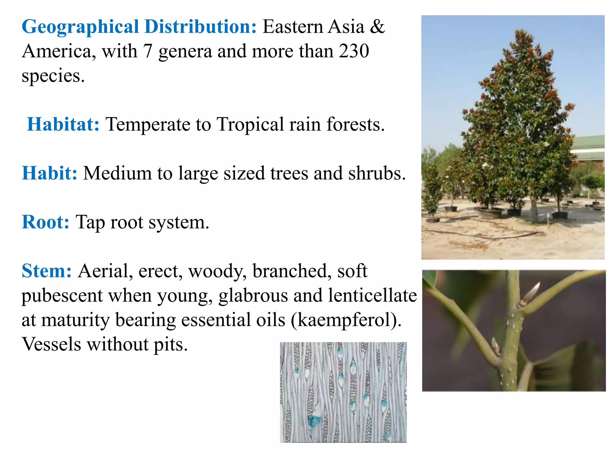 Family Magnoliaceae | PPTX