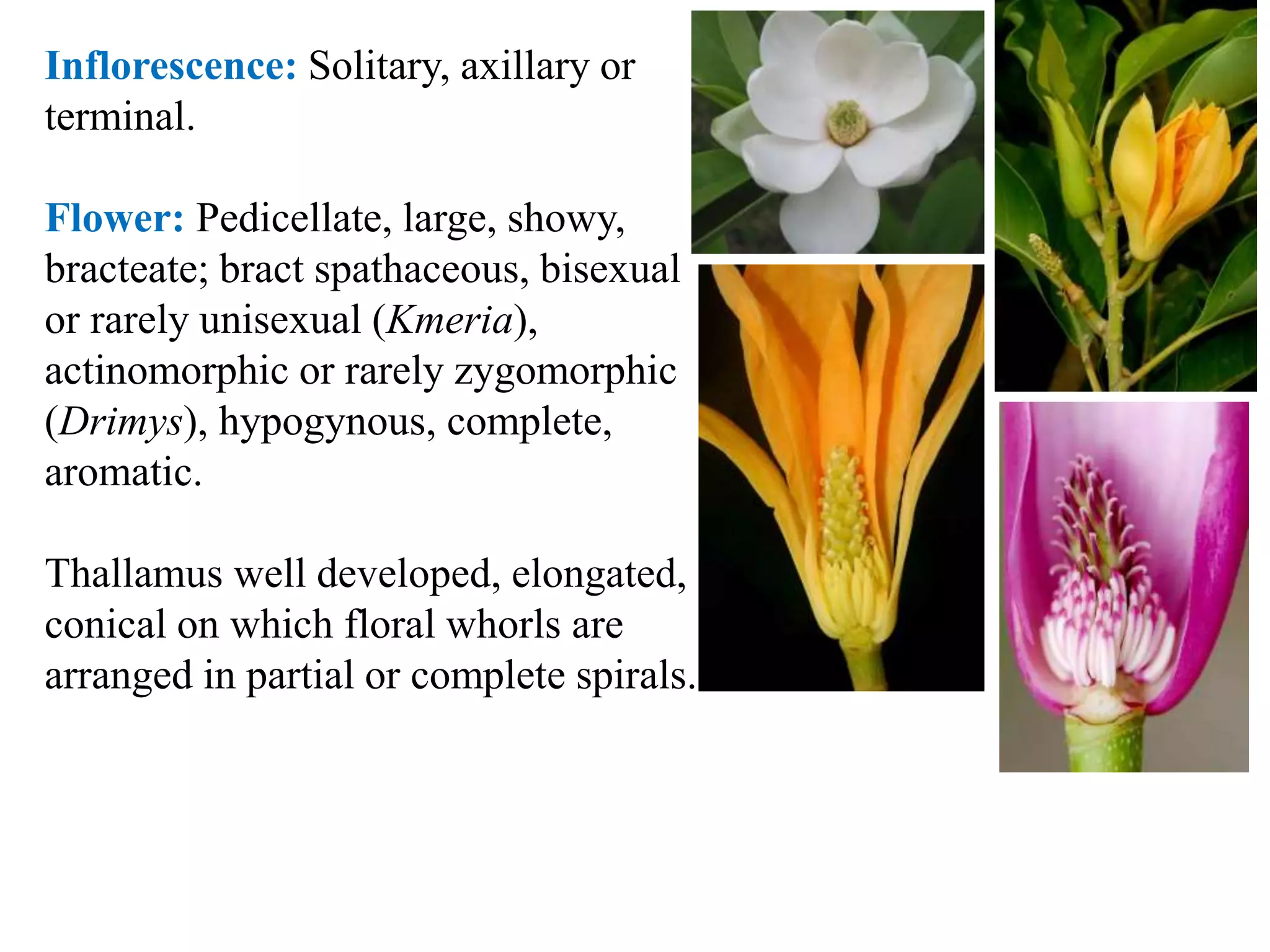 Family Magnoliaceae | PPTX