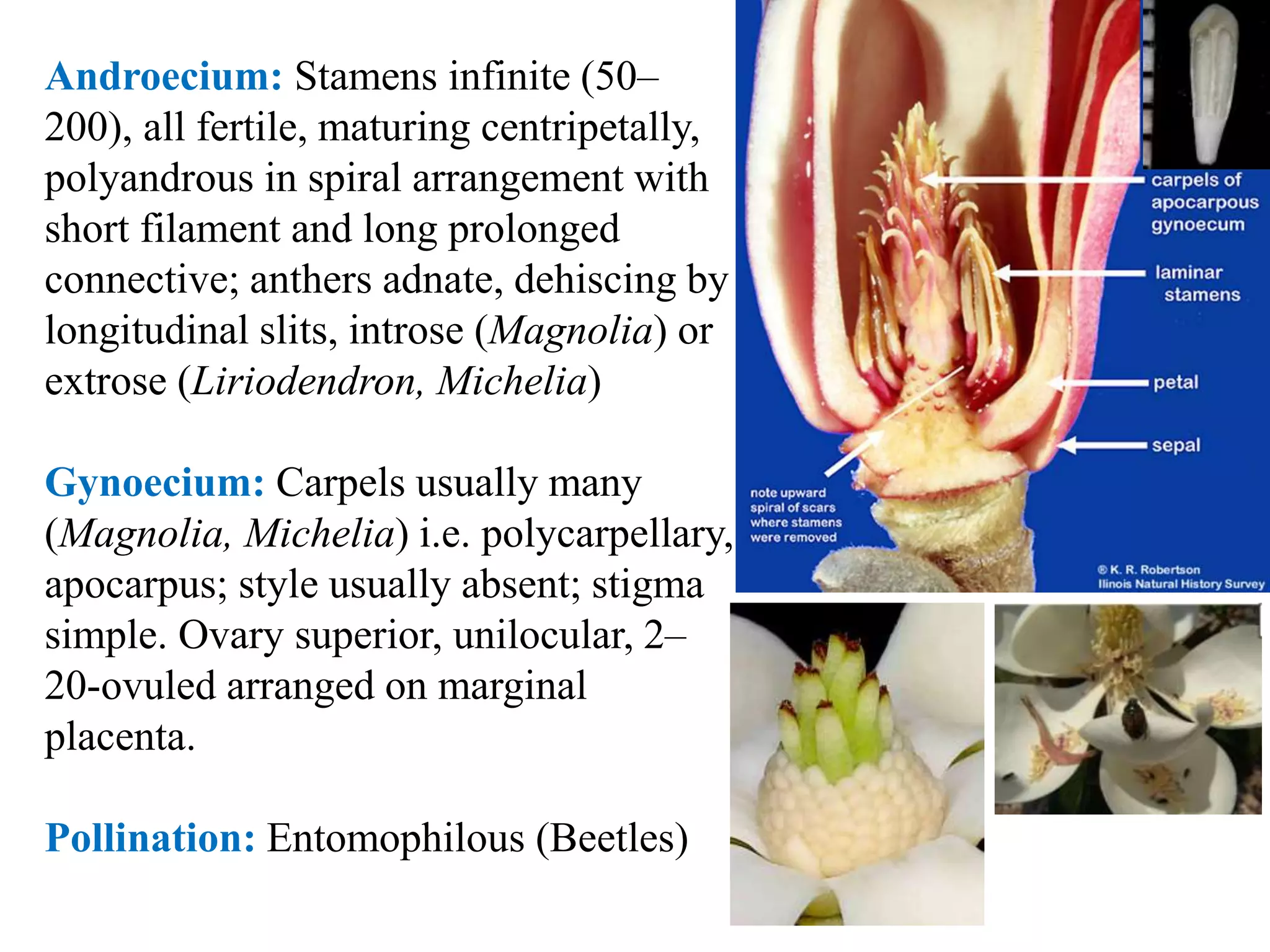 Family Magnoliaceae | PPTX