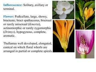 Family Magnoliaceae | PPTX