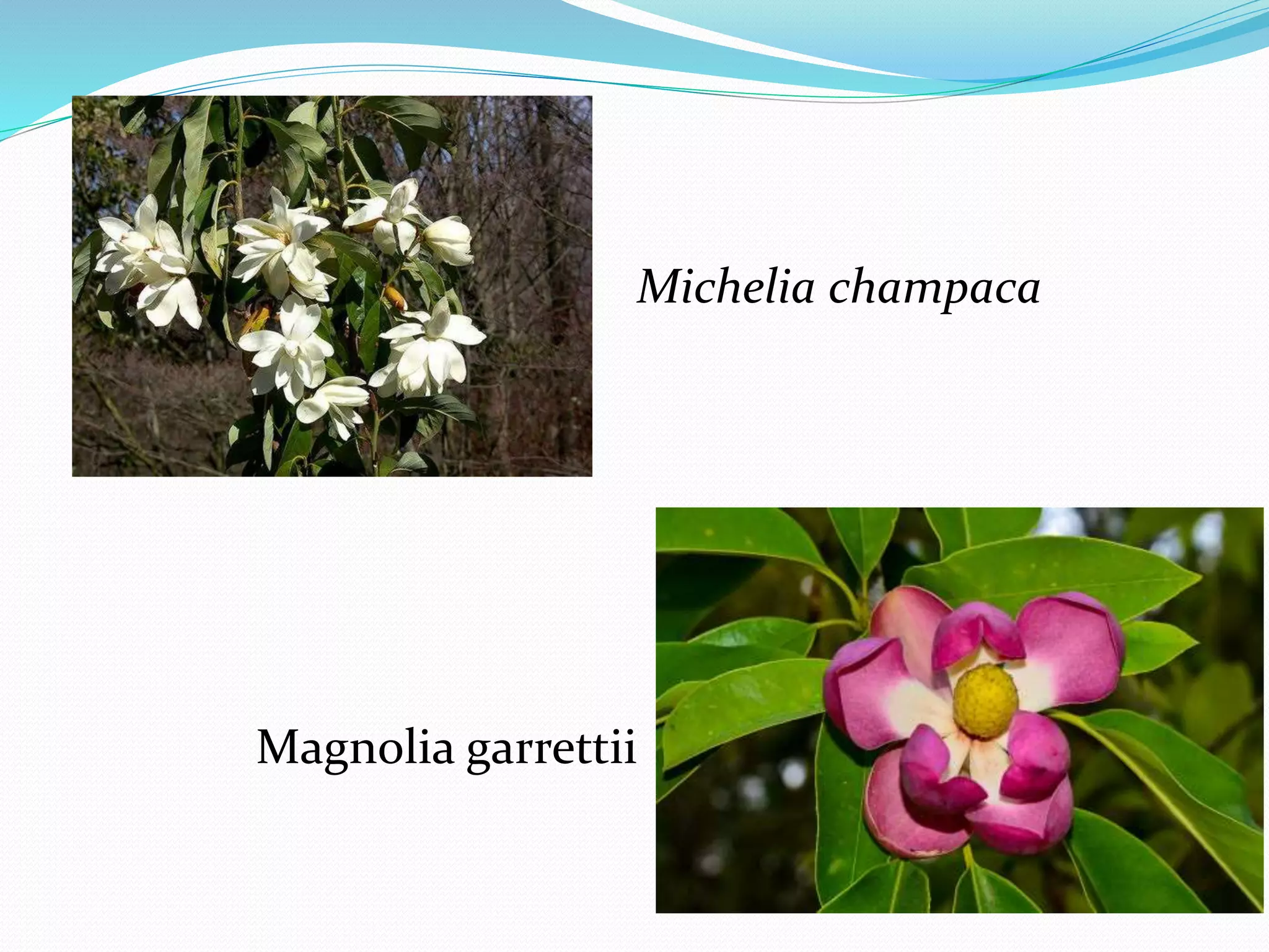 Magnoliaceae.pptx