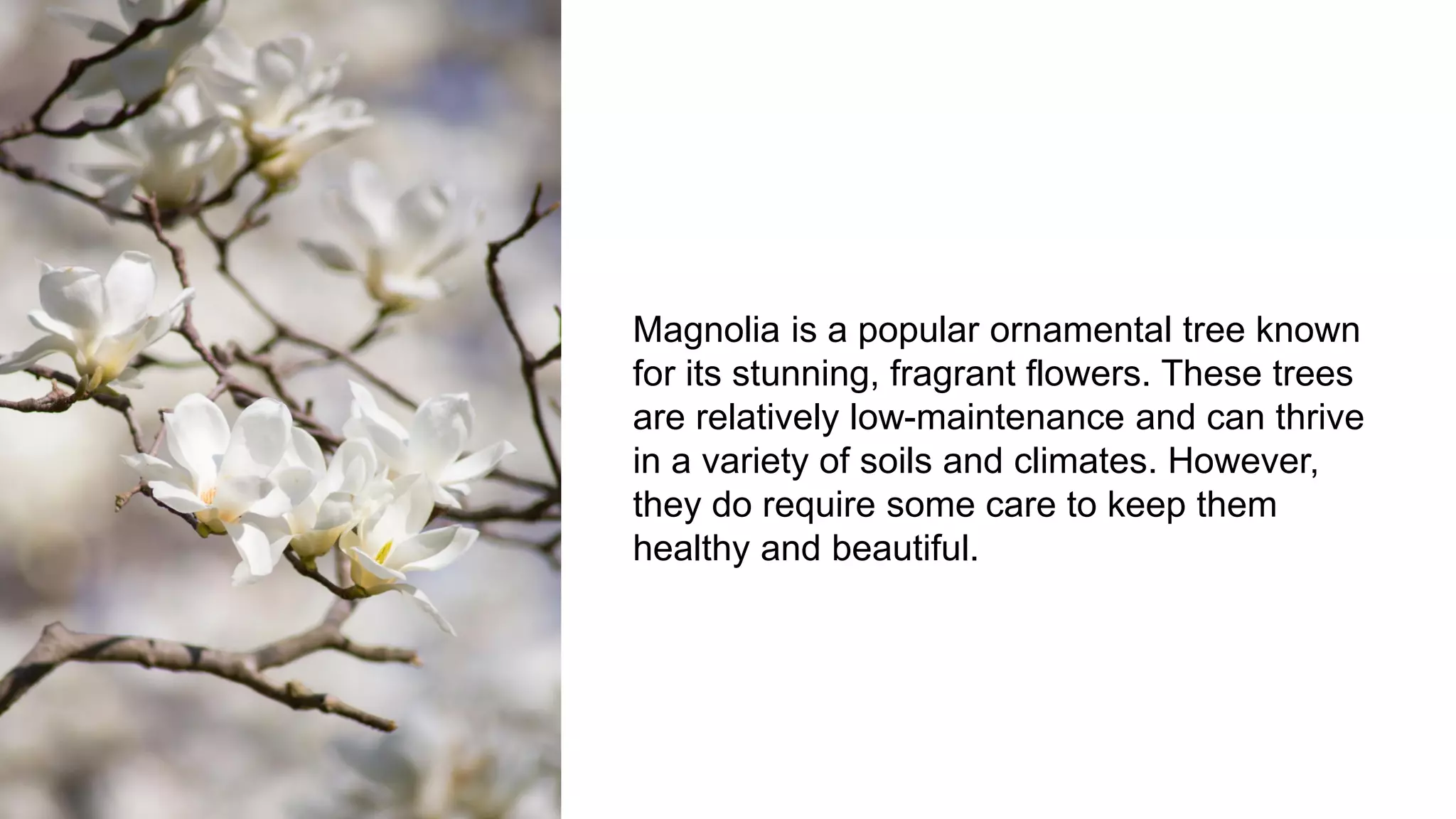 All About Magnolia Trees Presentation | PPT