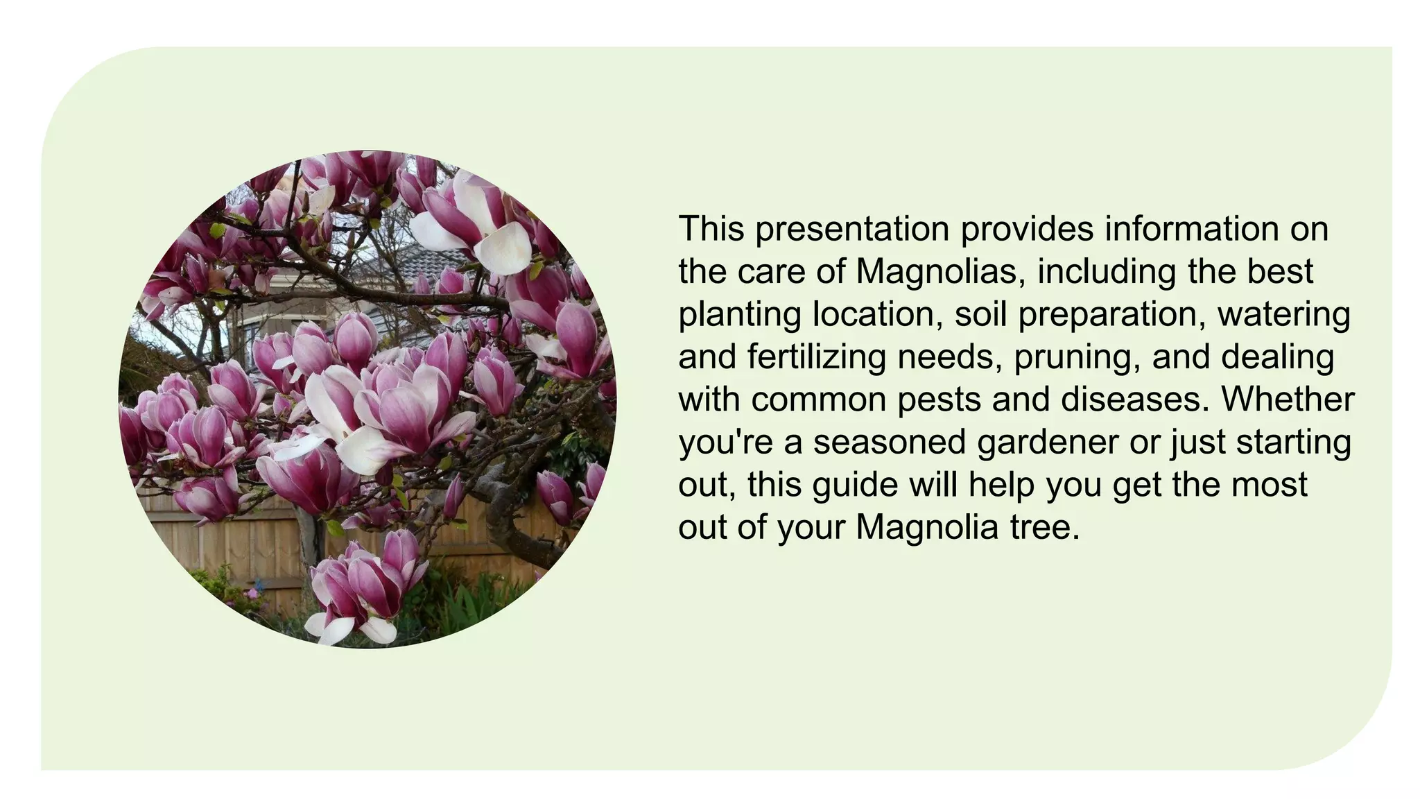 All About Magnolia Trees Presentation | PPT
