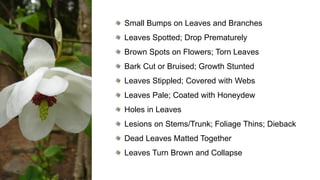 All About Magnolia Trees Presentation | PPT