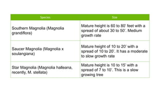 All About Magnolia Trees Presentation | PPT