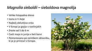 Magnolija .pptx
