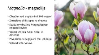 Magnolija .pptx