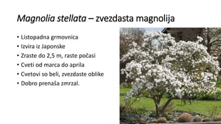 Magnolija .pptx
